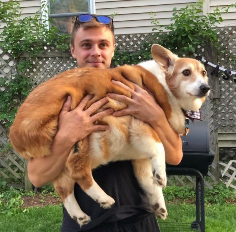 Das Mädchen wollte einen normalen Corgi haben, aber stattdessen bekam ...